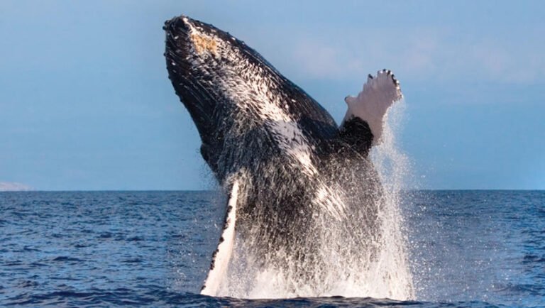 Hawaii Nautical Ko Olina Deluxe Whale Watch Sail Oahu - Hawaii Tickets ...